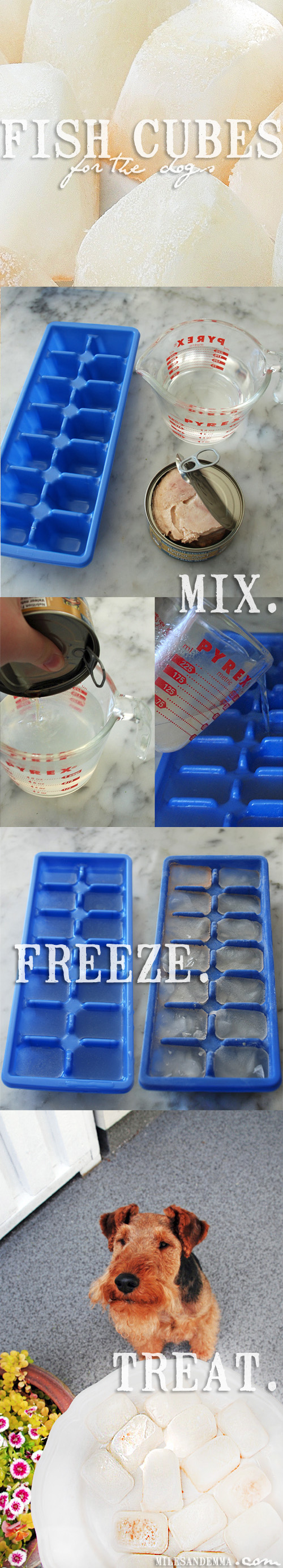 A Tasty Dinner for You... Plus a Treat for the Dogs! - Miles & Emma